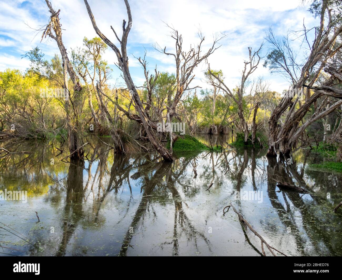 Baigup Wetlands river flats vegetation beside the Swan River Perth ...