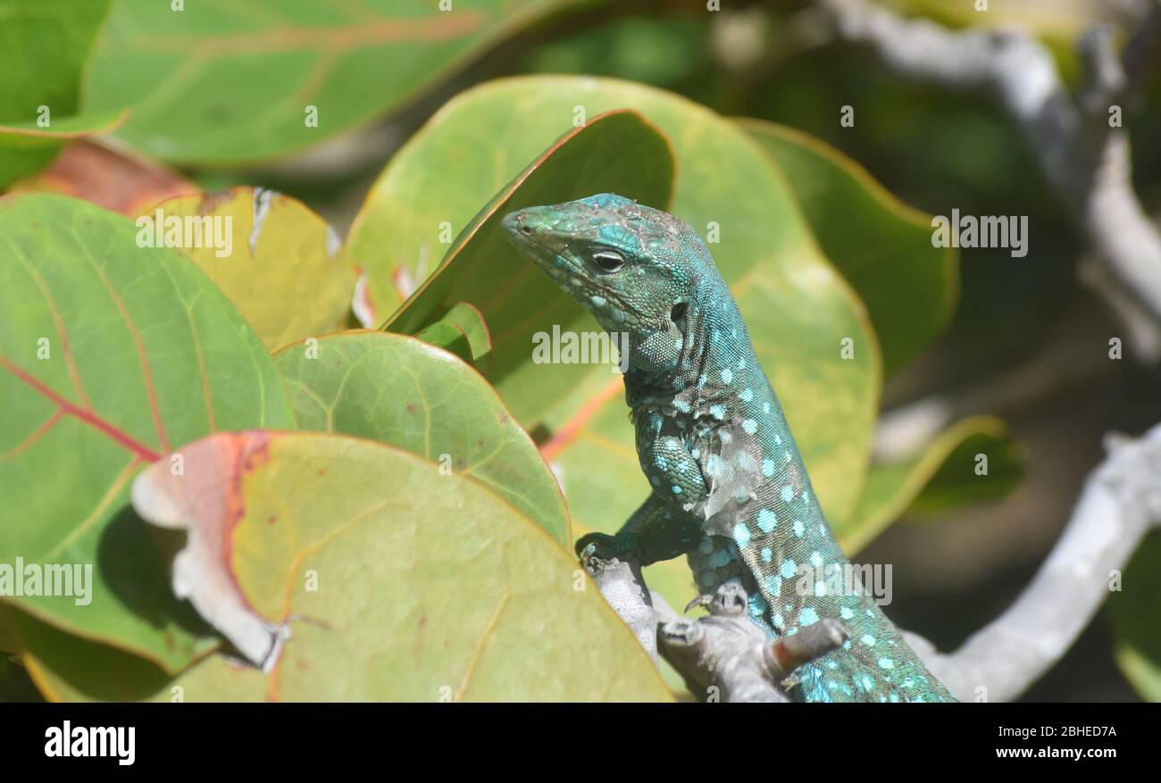 Aruban Whiptail Lizard