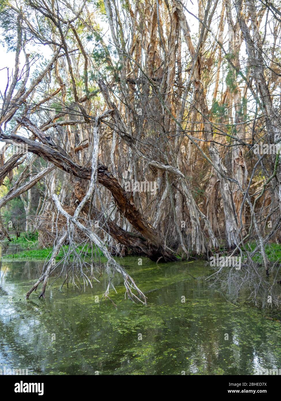 Baigup Wetlands river flats vegetation beside the Swan River Perth ...