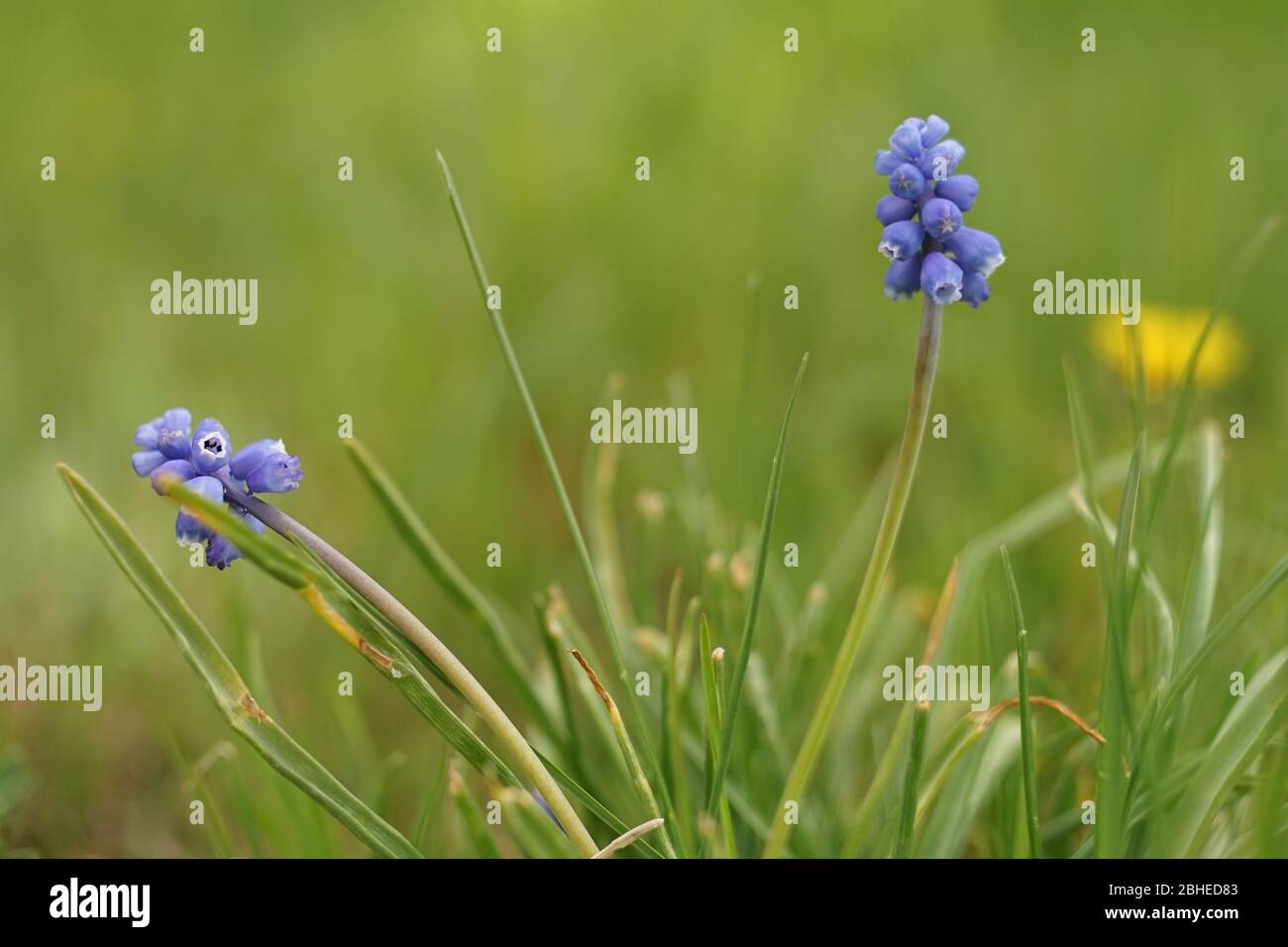 Grape hyacinths flowers with small blue bulbs in spring garden Stock ...