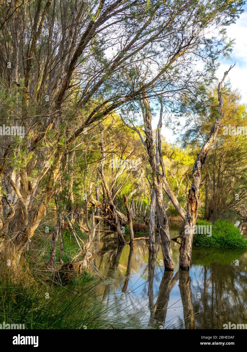 Baigup Wetlands river flats vegetation beside the Swan River Perth ...