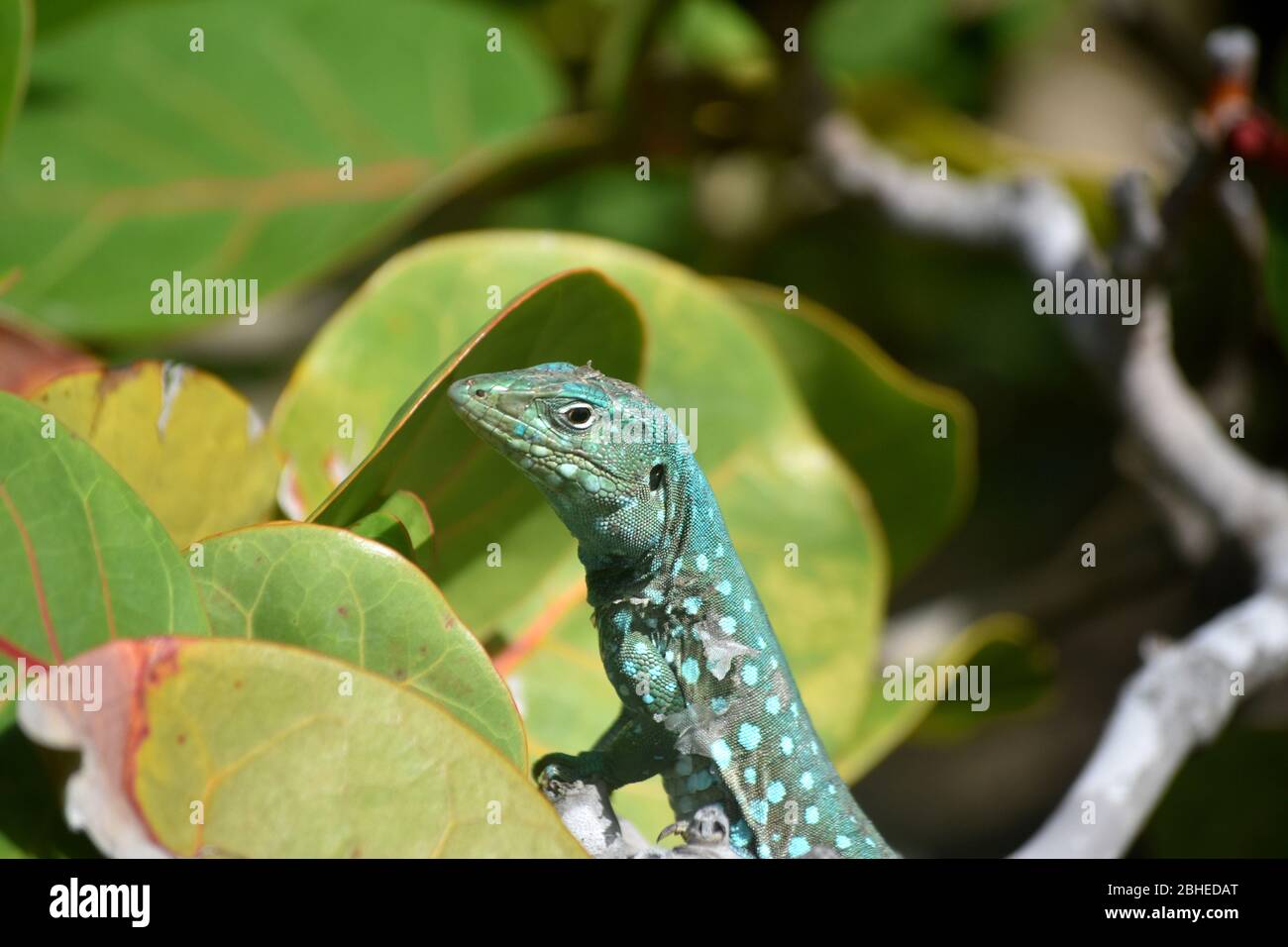 Aruban Whiptail Lizard