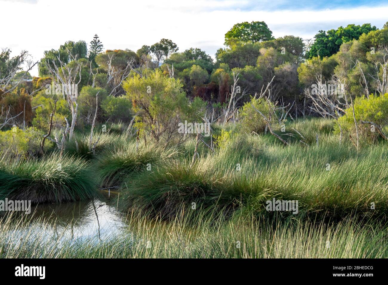Baigup Wetlands river flats vegetation beside the Swan River Perth ...