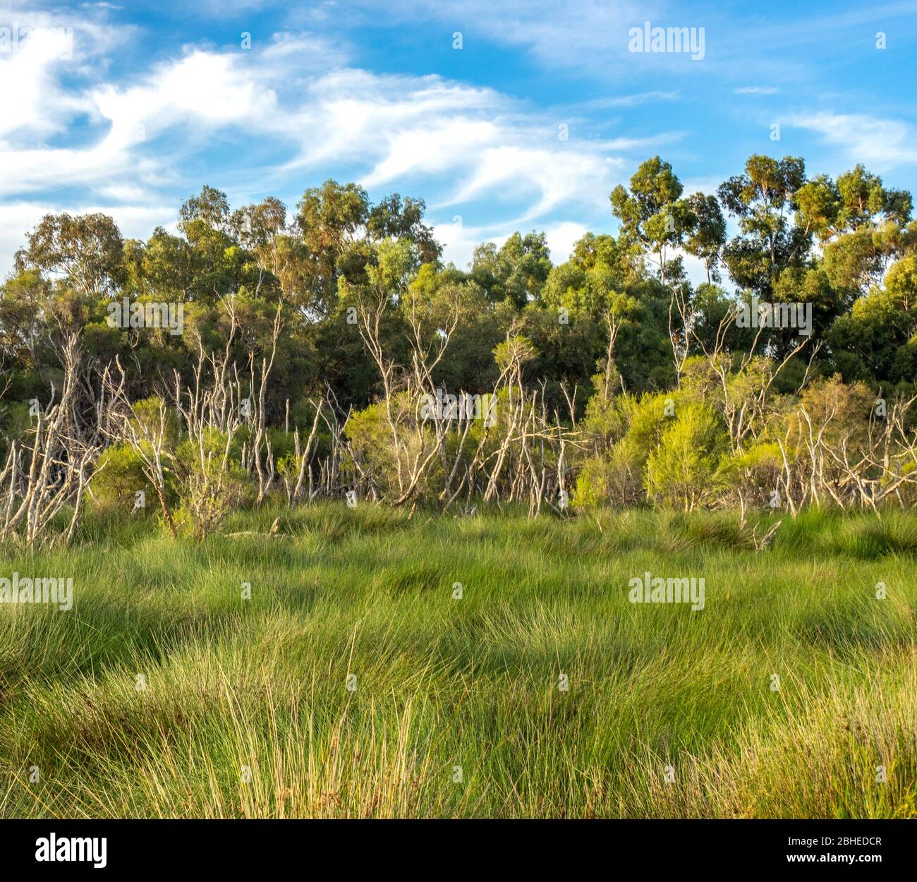Baigup Wetlands river flats vegetation beside the Swan River Perth ...