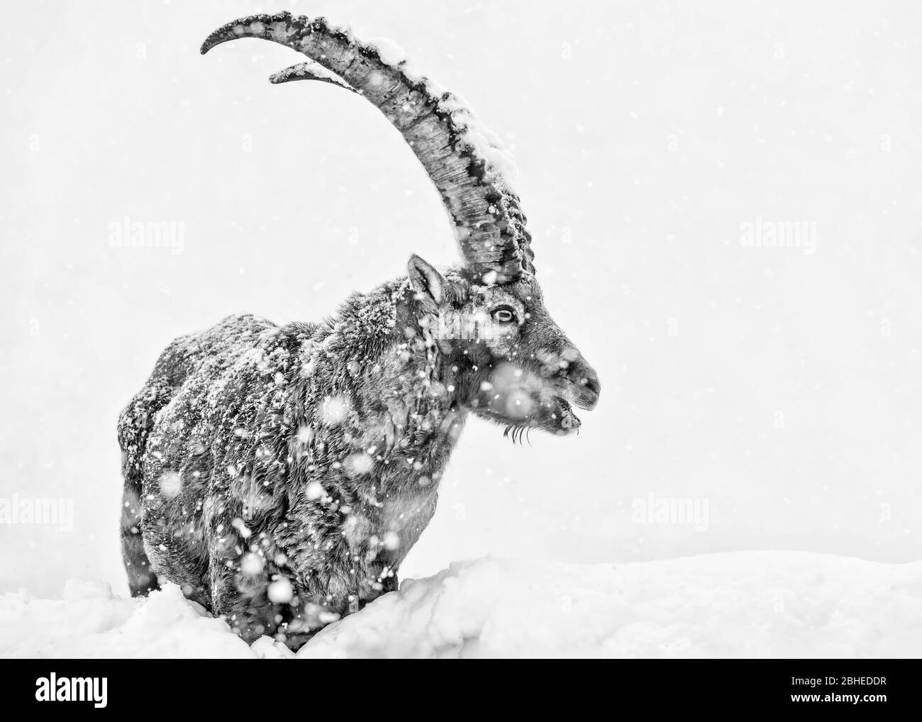 Ibex In The Black Background High Resolution Stock Photography and ...