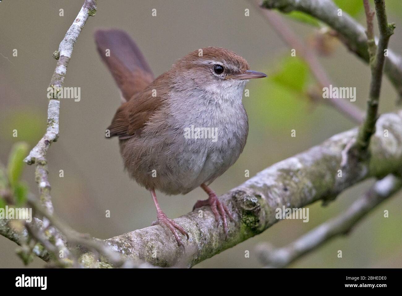 Cetti's Warbler (Cettia cetti Stock Photo - Alamy