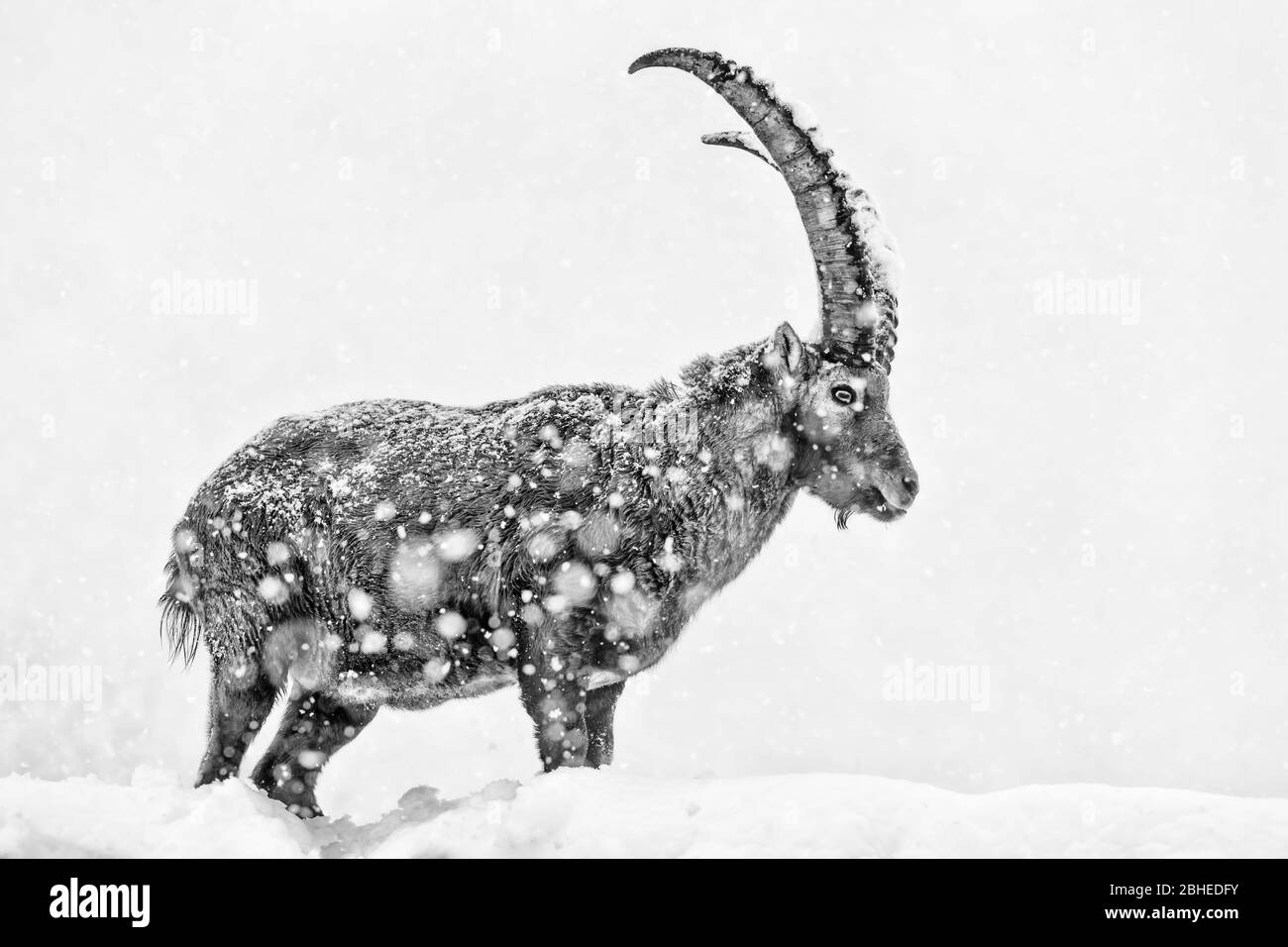 Alpine Ibex Black and White Stock Photos & Images - Alamy
