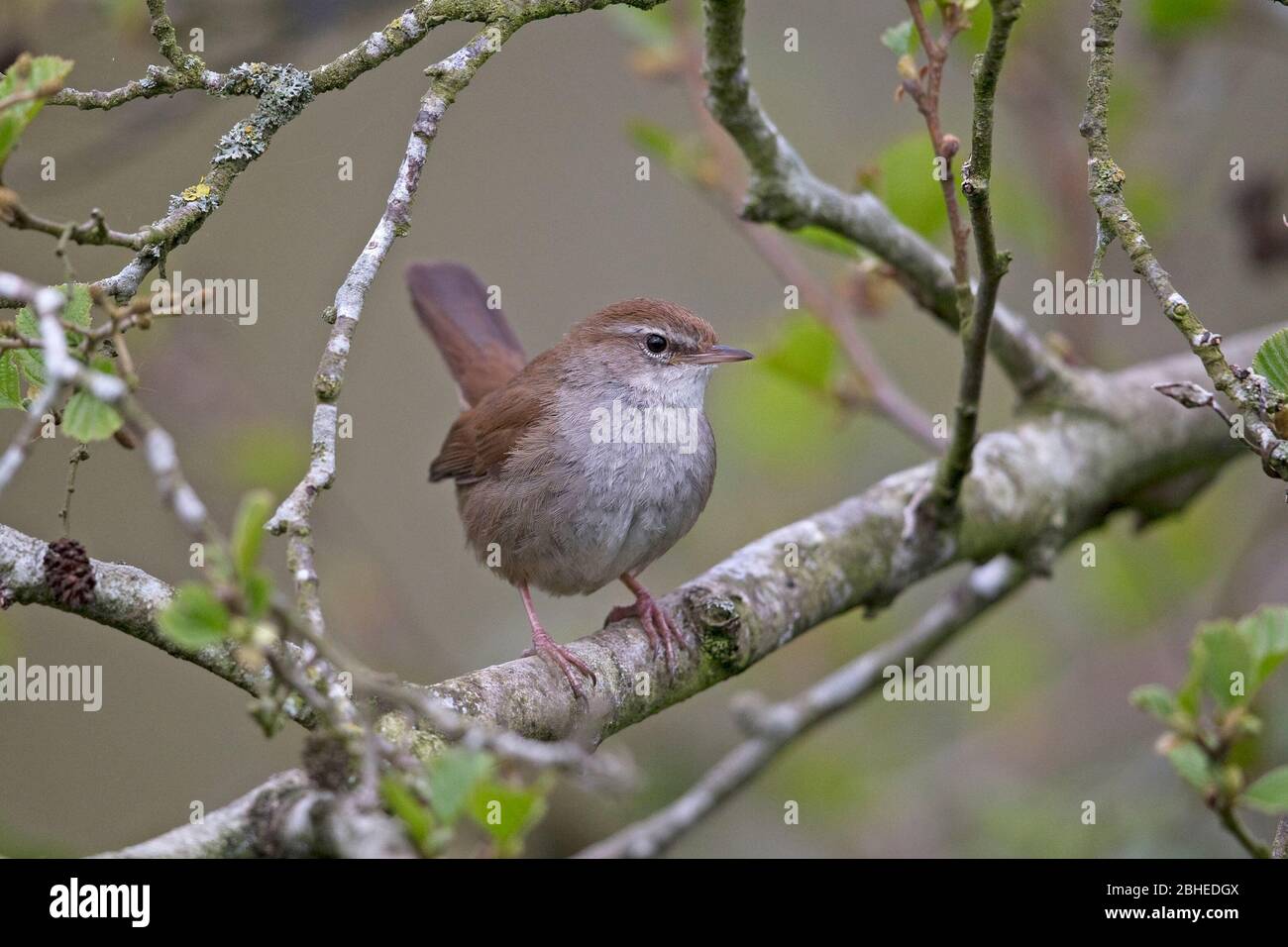Cetti's Warbler (Cettia cetti Stock Photo - Alamy