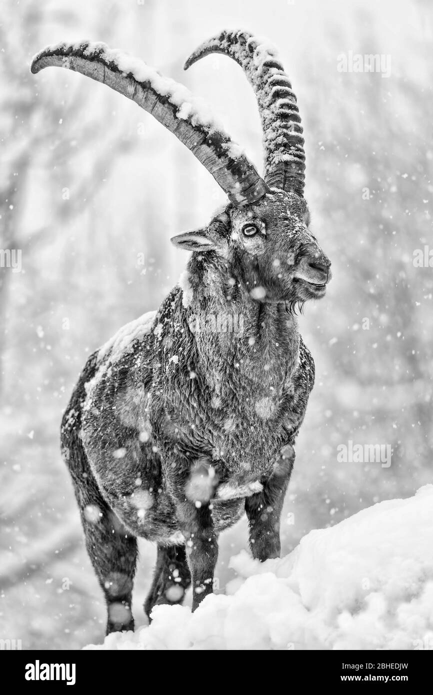 Alpine Ibex Black and White Stock Photos & Images - Alamy