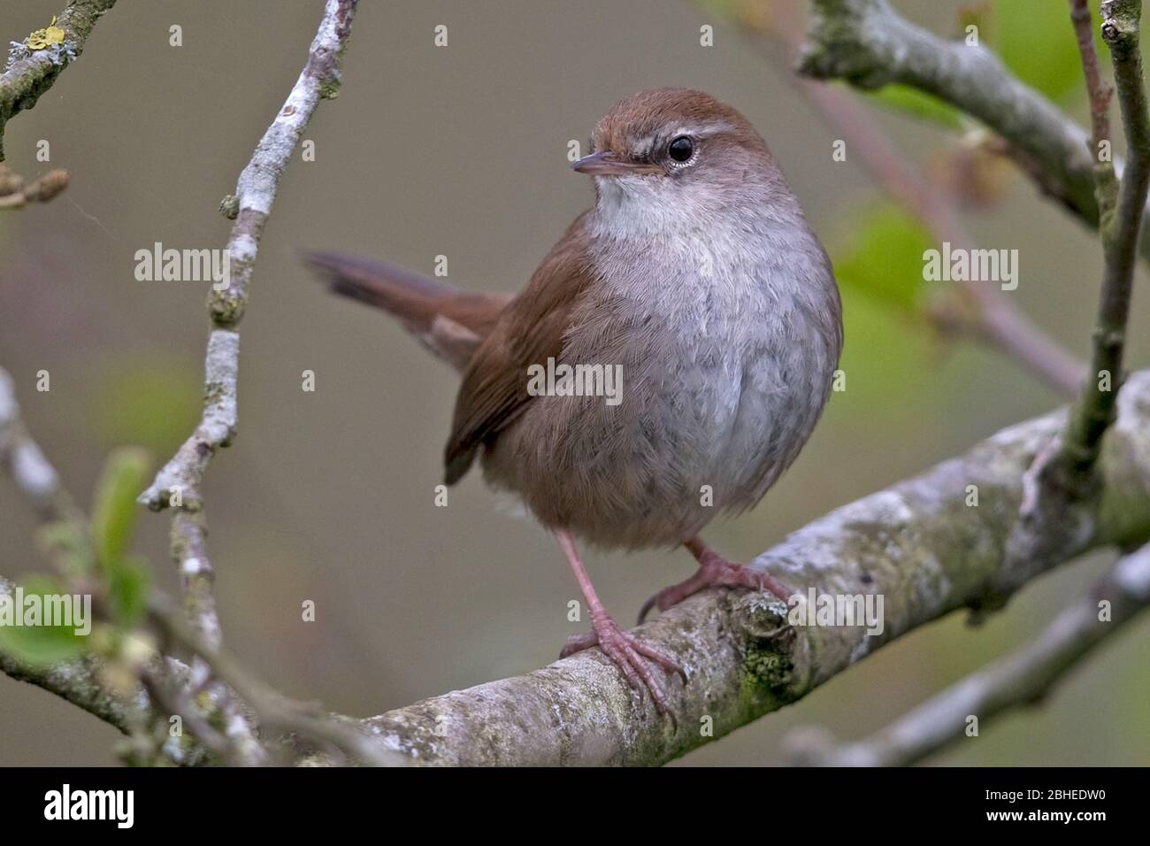 Cetti's Warbler (Cettia cetti Stock Photo - Alamy