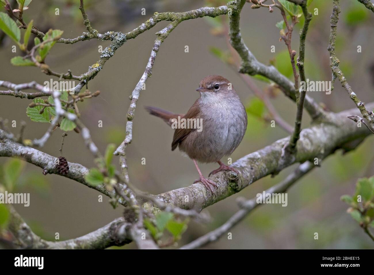 Cetti's Warbler (Cettia cetti Stock Photo - Alamy