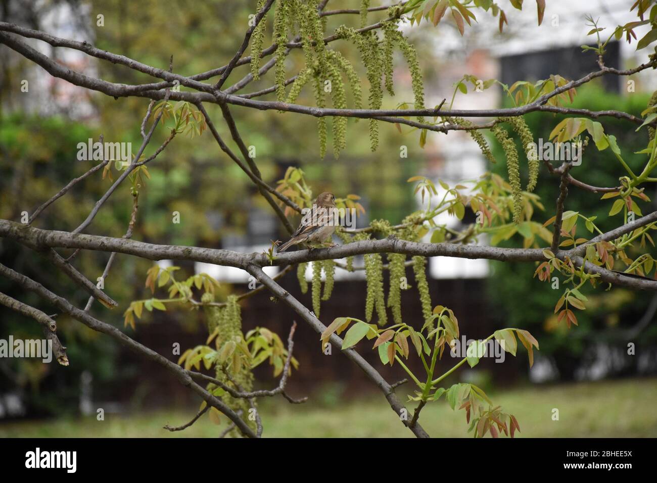 On a horizontal branch of a walnut with young leaves and flowers ...