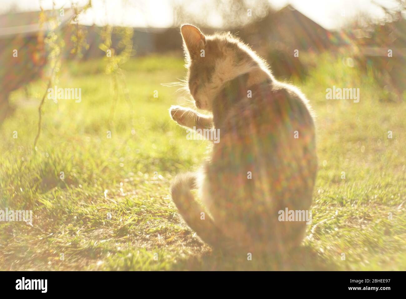 Cute cat washes itself with paws in a sunny rural garden, cats keep ...