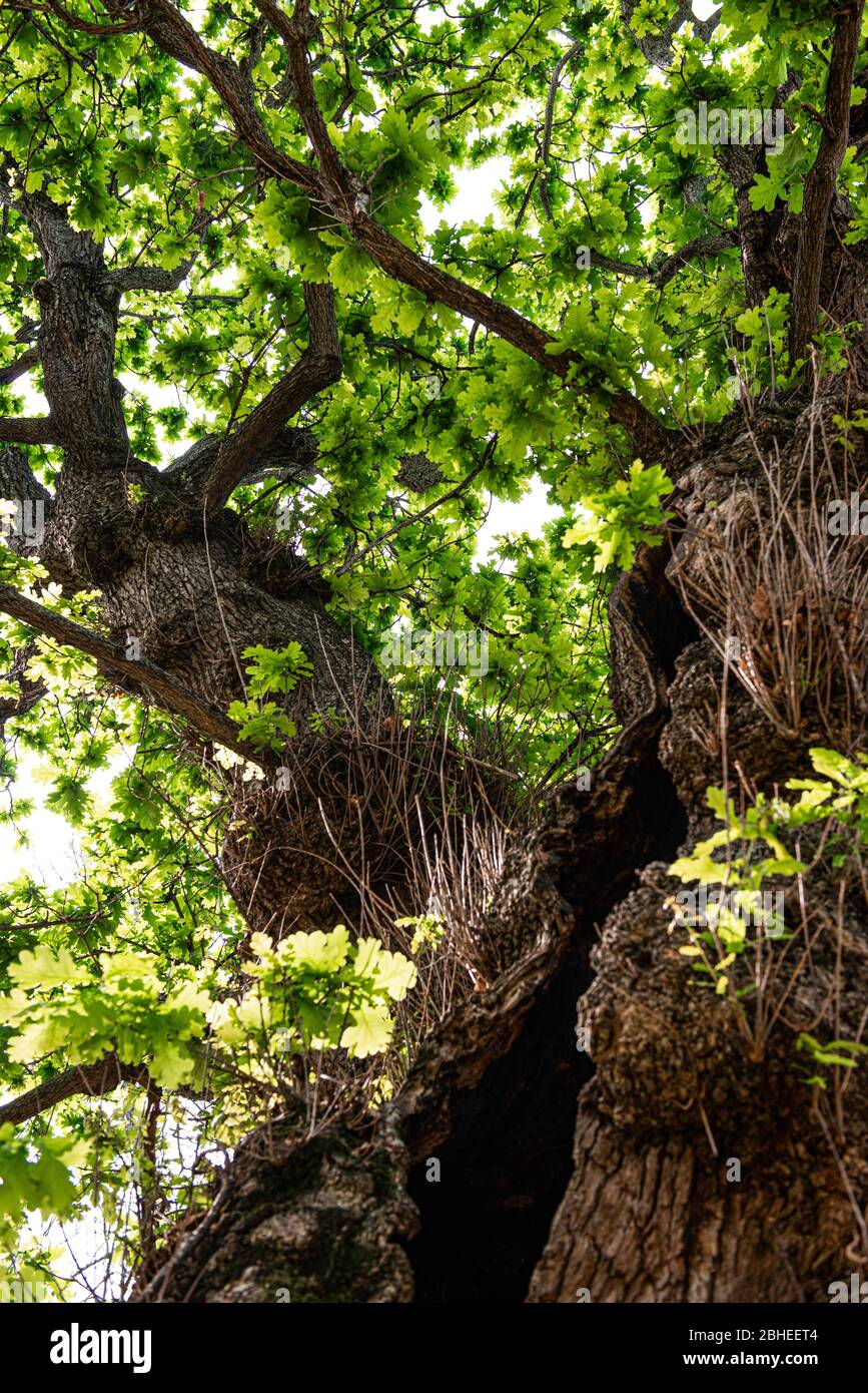 Old gnarled oak tree hi-res stock photography and images - Alamy