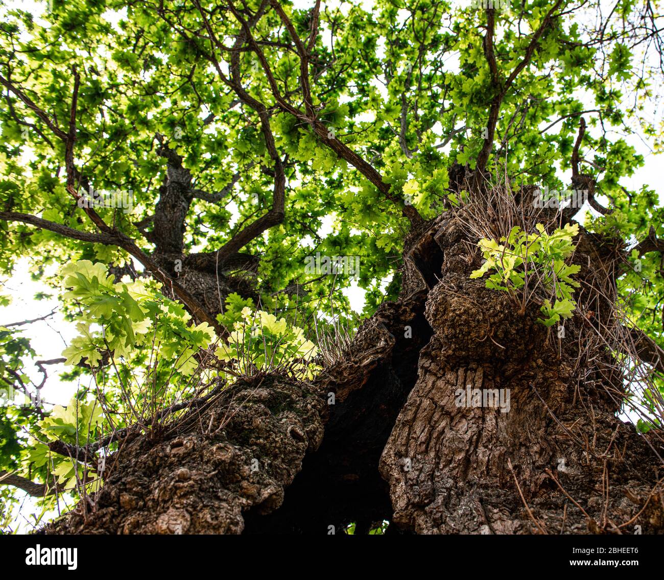 Old gnarled oak tree hi-res stock photography and images - Alamy