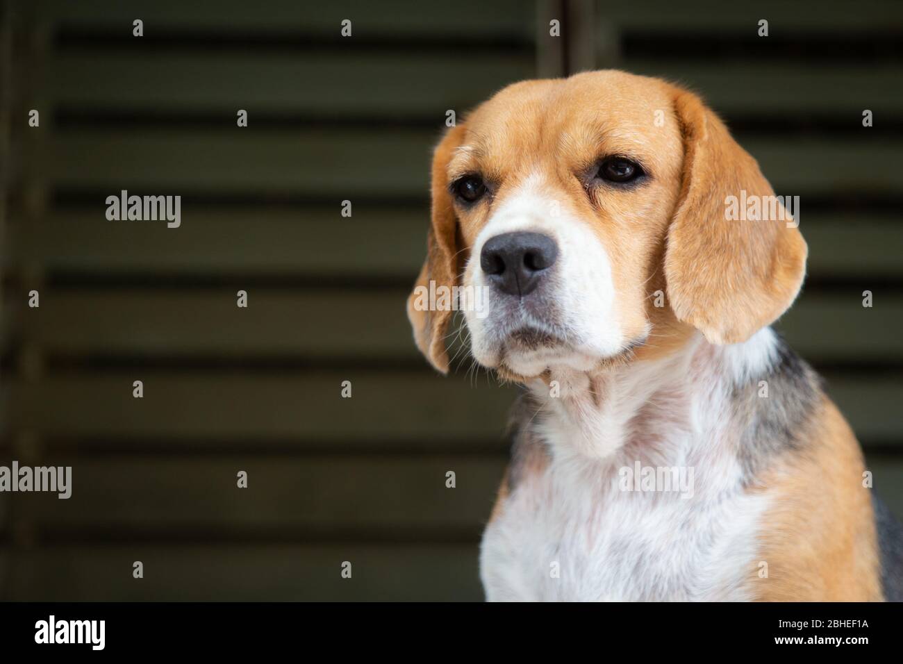Cute female beagle dog looking up Stock Photo - Alamy
