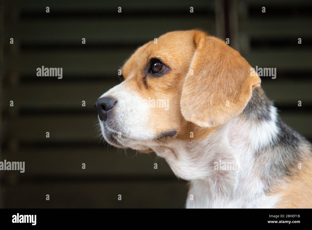 Cute female beagle dog looking up Stock Photo - Alamy
