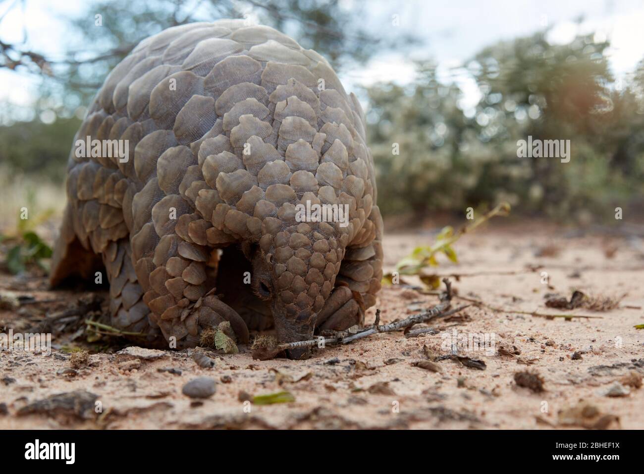 Pangolin hi-res stock photography and images - Alamy