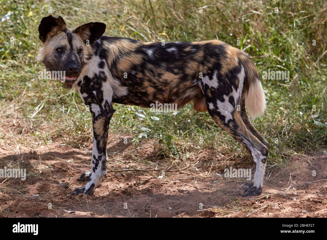 Wild dog standing and watching back Stock Photo - Alamy