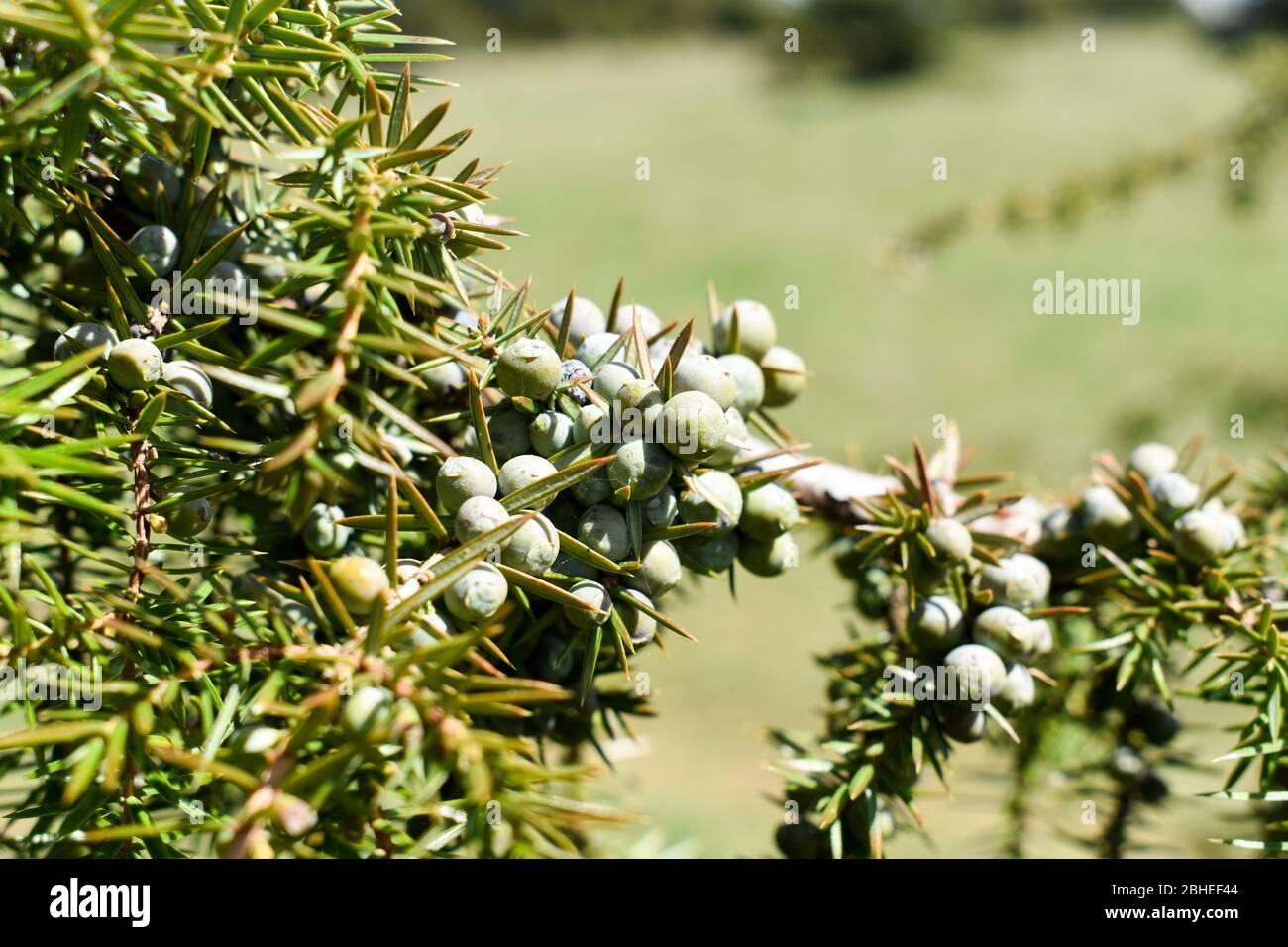 The common juniper ( Juniperus communis Stock Photo - Alamy