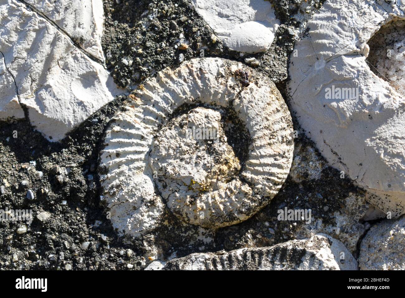 Fossilized ammonites from cretaceous period Stock Photo - Alamy