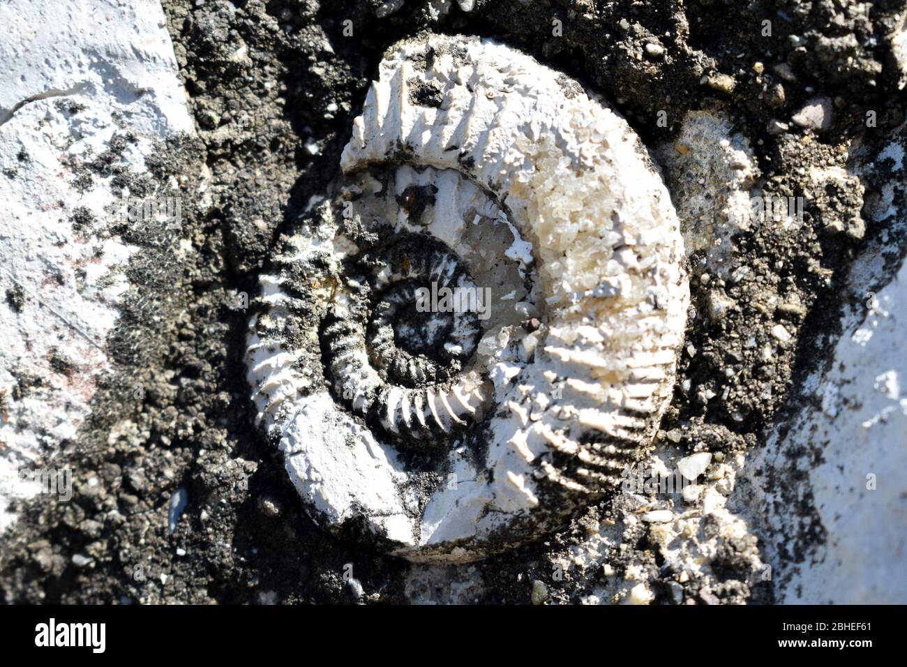 Fossilized ammonites from cretaceous period Stock Photo - Alamy