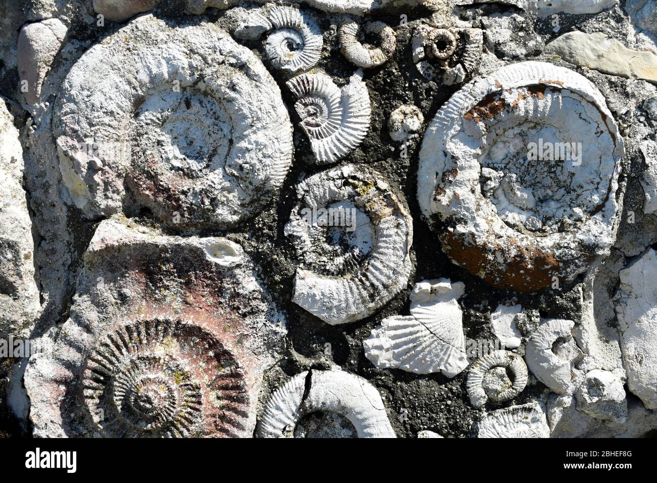 Fossilized ammonites from cretaceous period Stock Photo - Alamy
