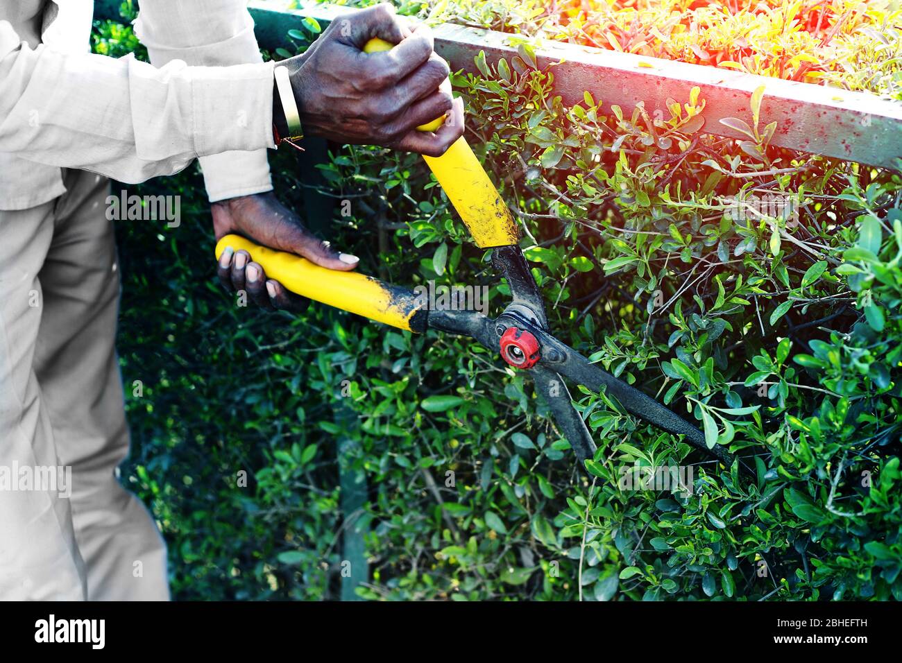 Scissor plant gardening hi-res stock photography and images - Alamy