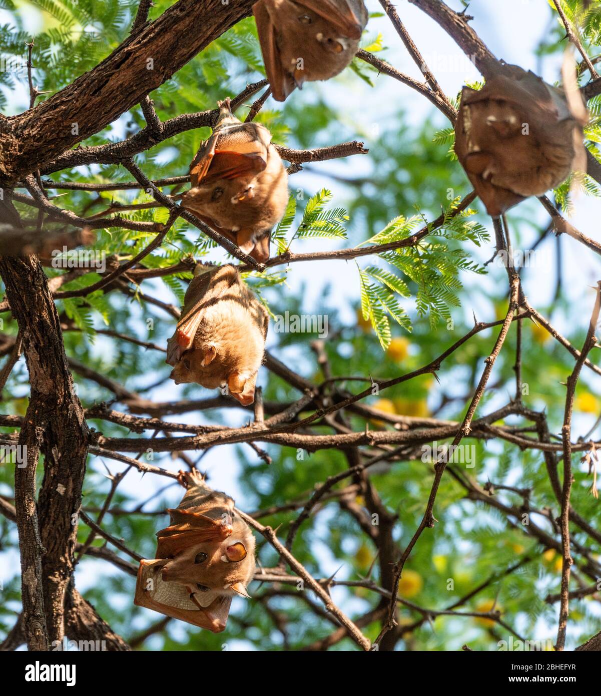 Fruit bats hanging in a tree (Hwange National Park, Zimbabwe) during ...