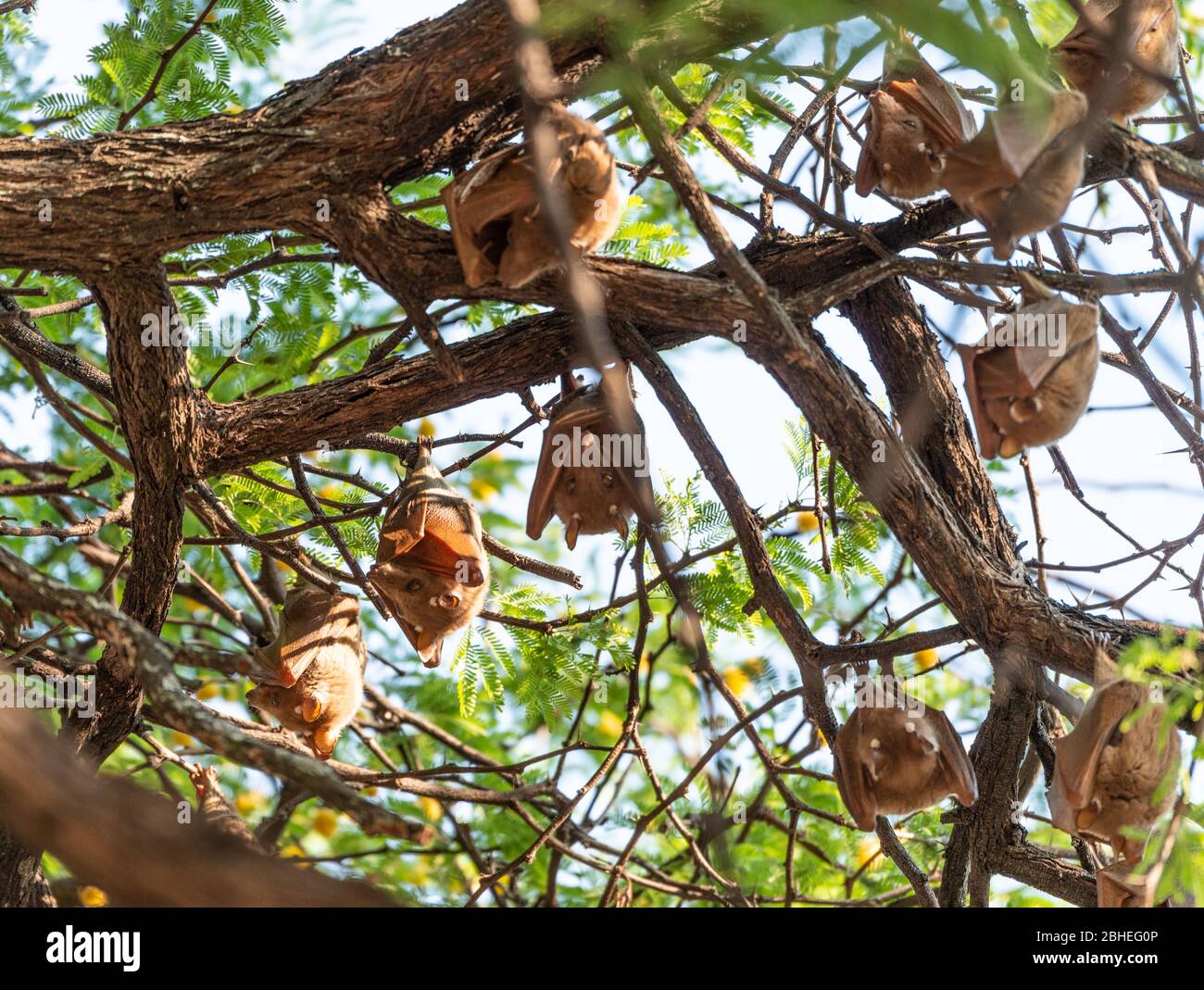 Fruit bat in a tree hi-res stock photography and images - Alamy