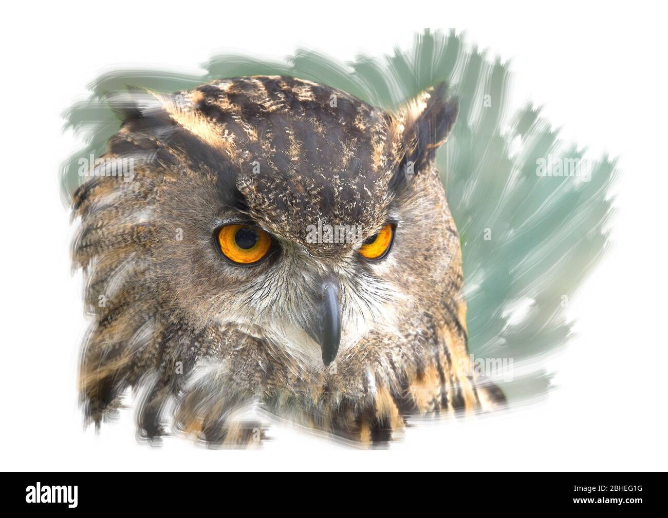 Owls Cut Out Stock Images & Pictures - Alamy