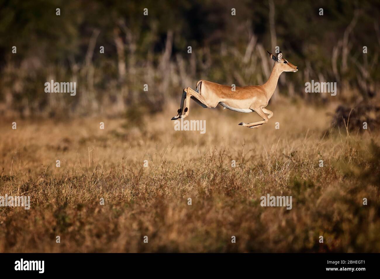 Jumping impala hi-res stock photography and images - Alamy