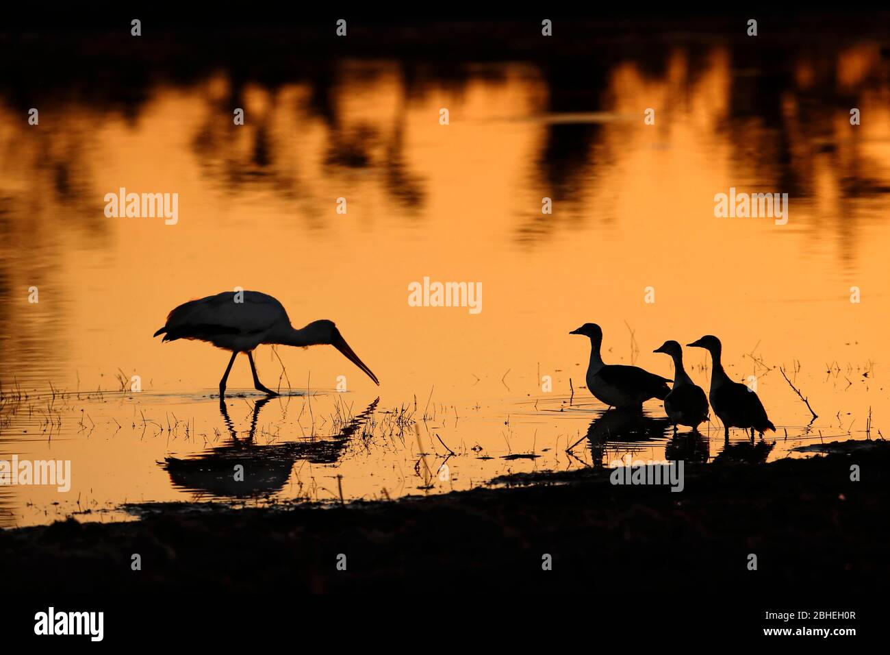 Silhouette of a Yellow-billed Stork (Mycteria ibis) hunting in a pool ...