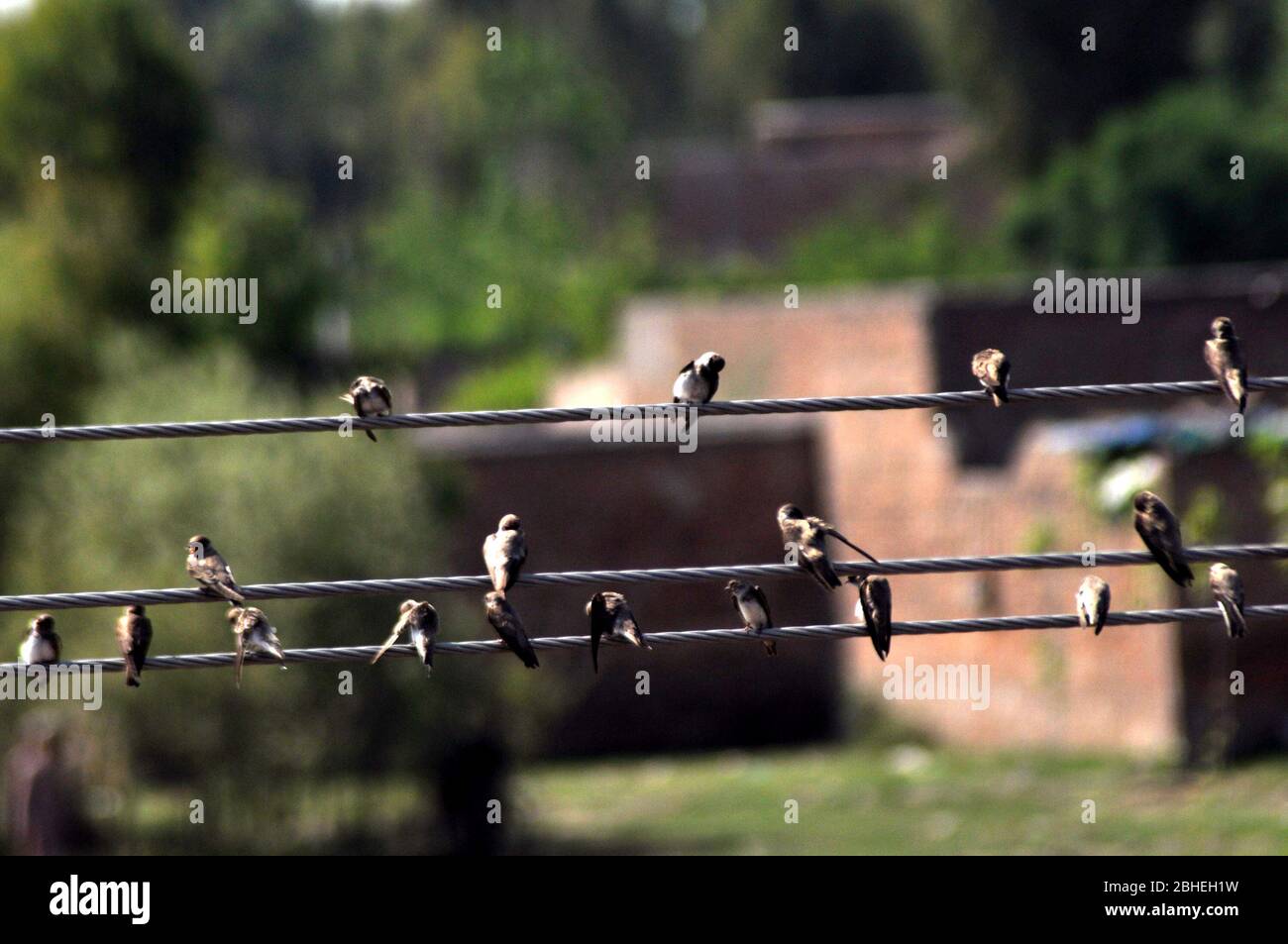 Peshawar, Pakistan. 25th Apr, 2020. Ababeel birds sitting on an ...