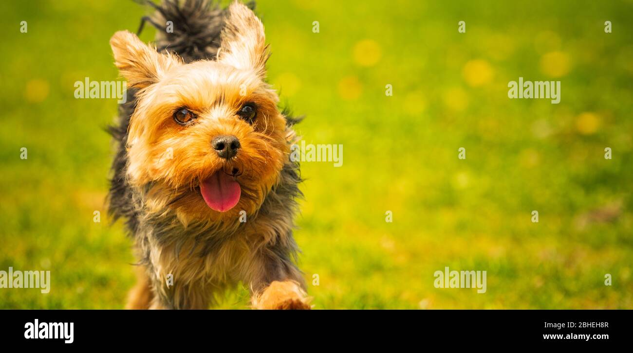 An amazing Yorkshire Terrier is having fun running and jumping towards ...