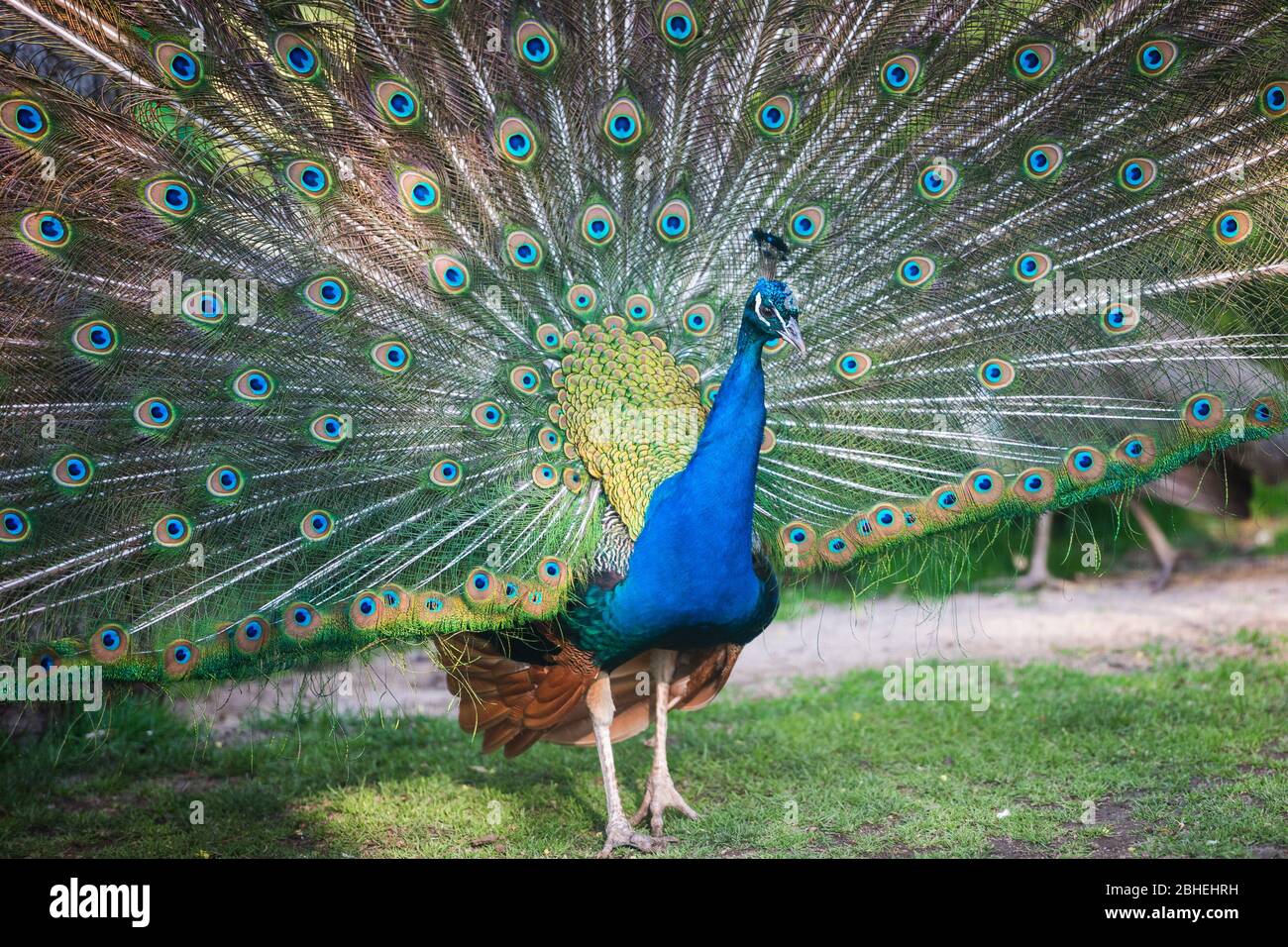 Mail tail peacock hi-res stock photography and images - Alamy