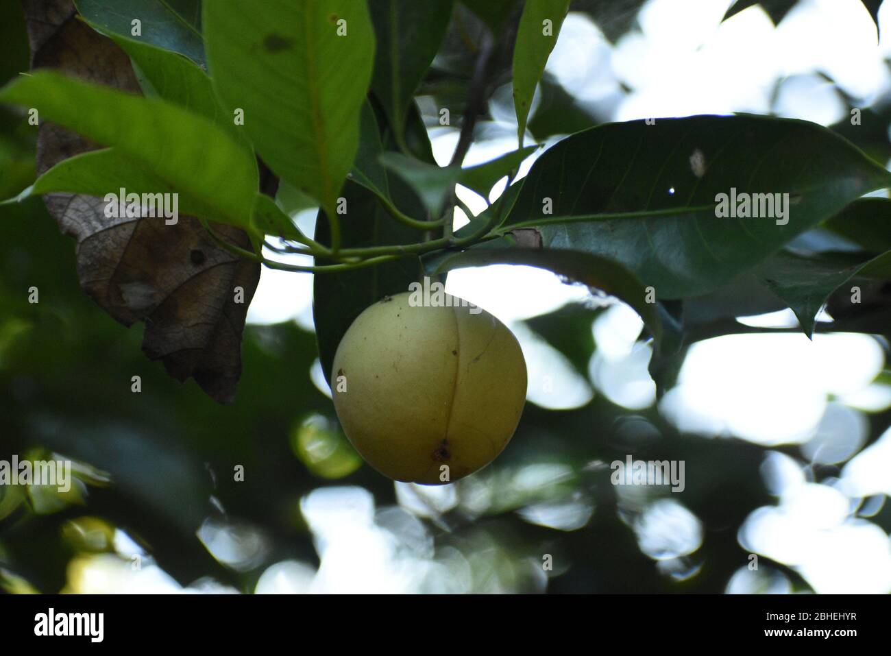 Egg shaped fruit hi-res stock photography and images - Alamy