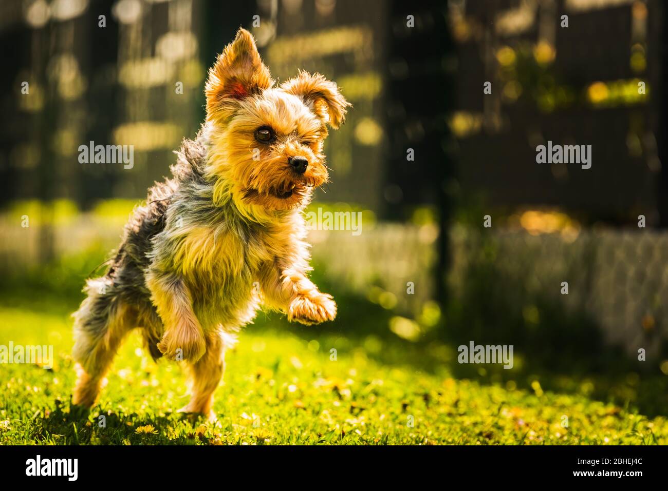 An amazing Yorkshire Terrier is having fun running and jumping towards ...
