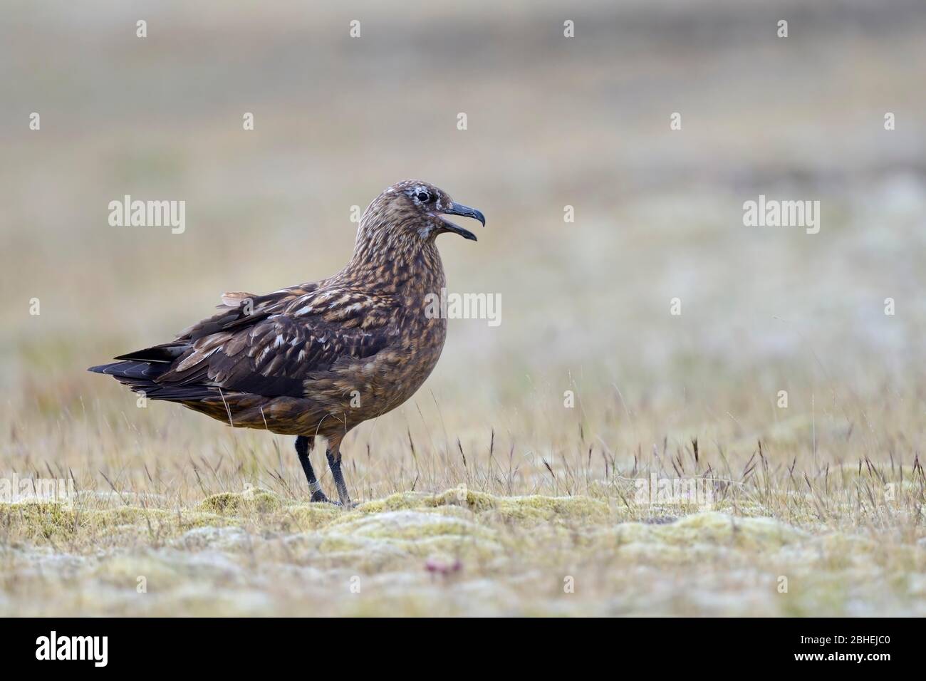 Skua behavior hi-res stock photography and images - Alamy
