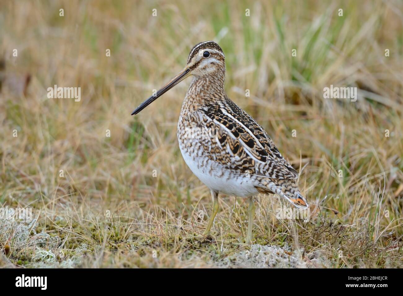 Common snipe (Gallinago gallinago) stands in the grass, tundra, Iceland ...