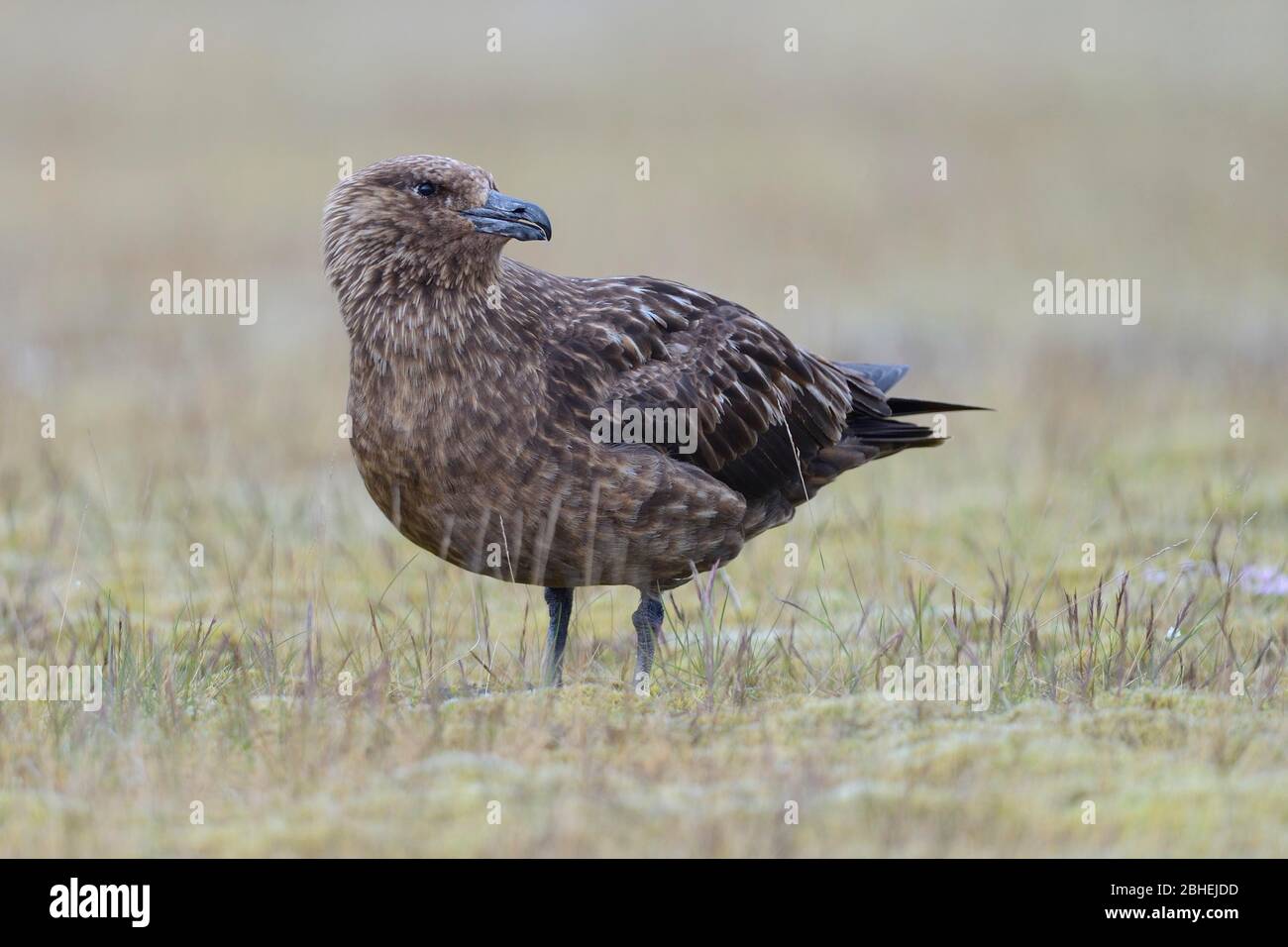 Skua (Stercorarius skua) in breeding ground, Iceland, Europe Stock ...