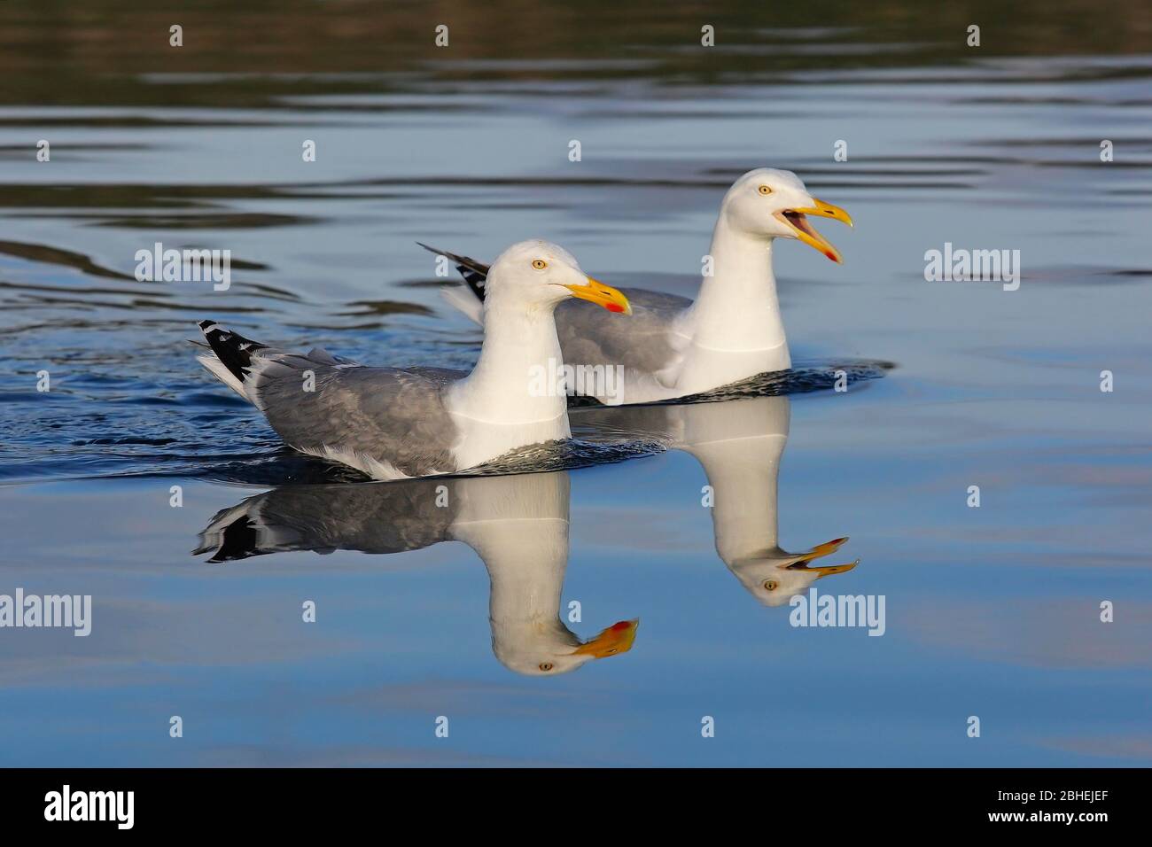European herring gulls (Larus argentatus) in water, Norway, Europe ...