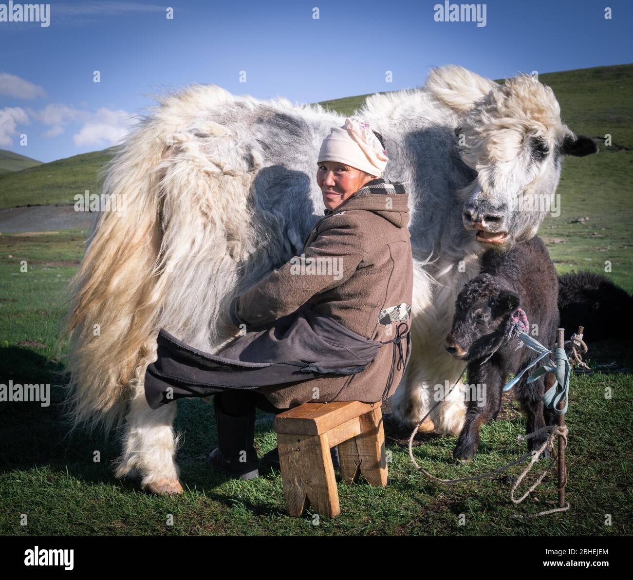 Old shepherdess milking a Yak (Bos grunniens) with young animal ...