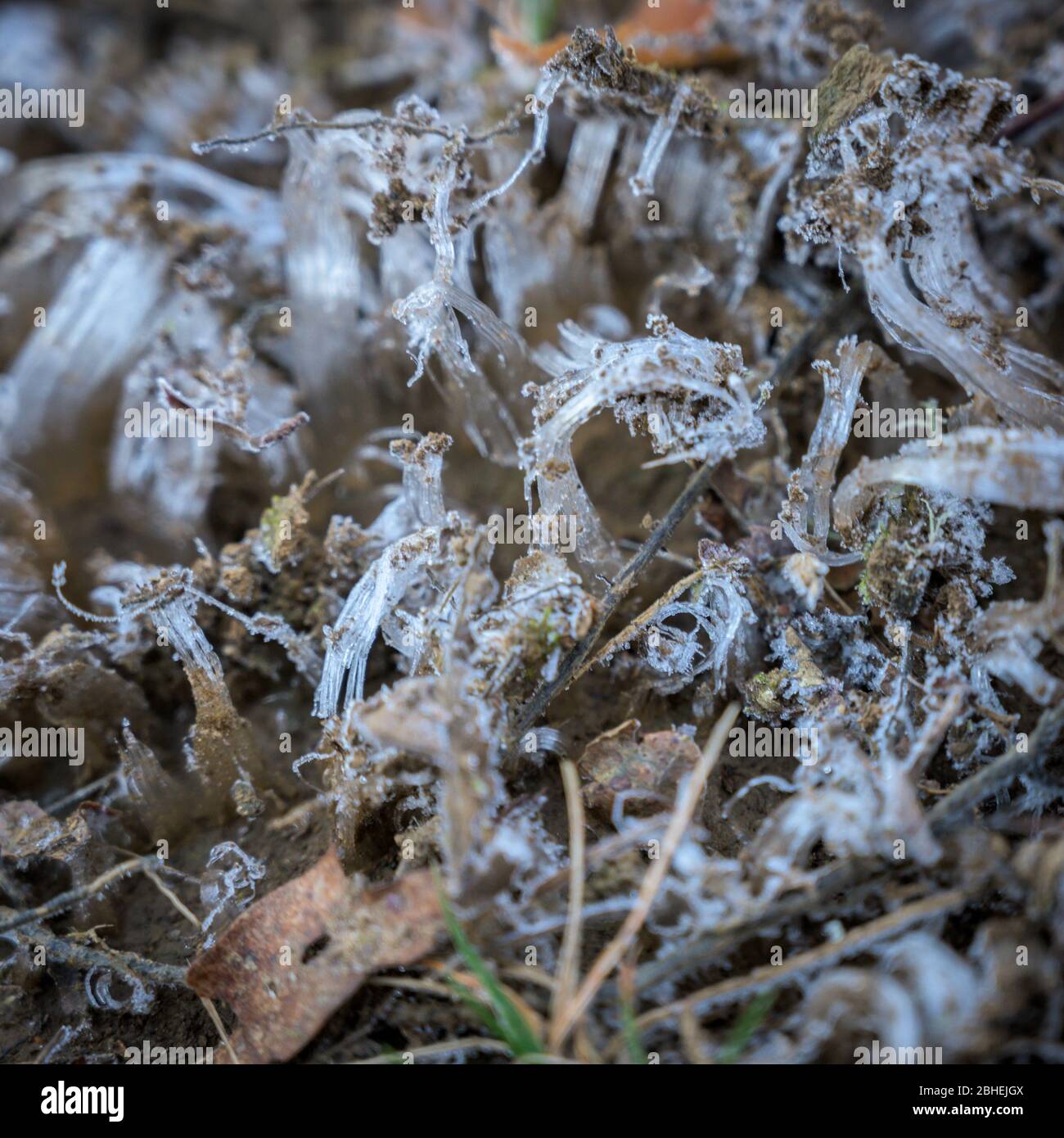 Needle Ice Shoots Out of The Ground in smokies Stock Photo - Alamy
