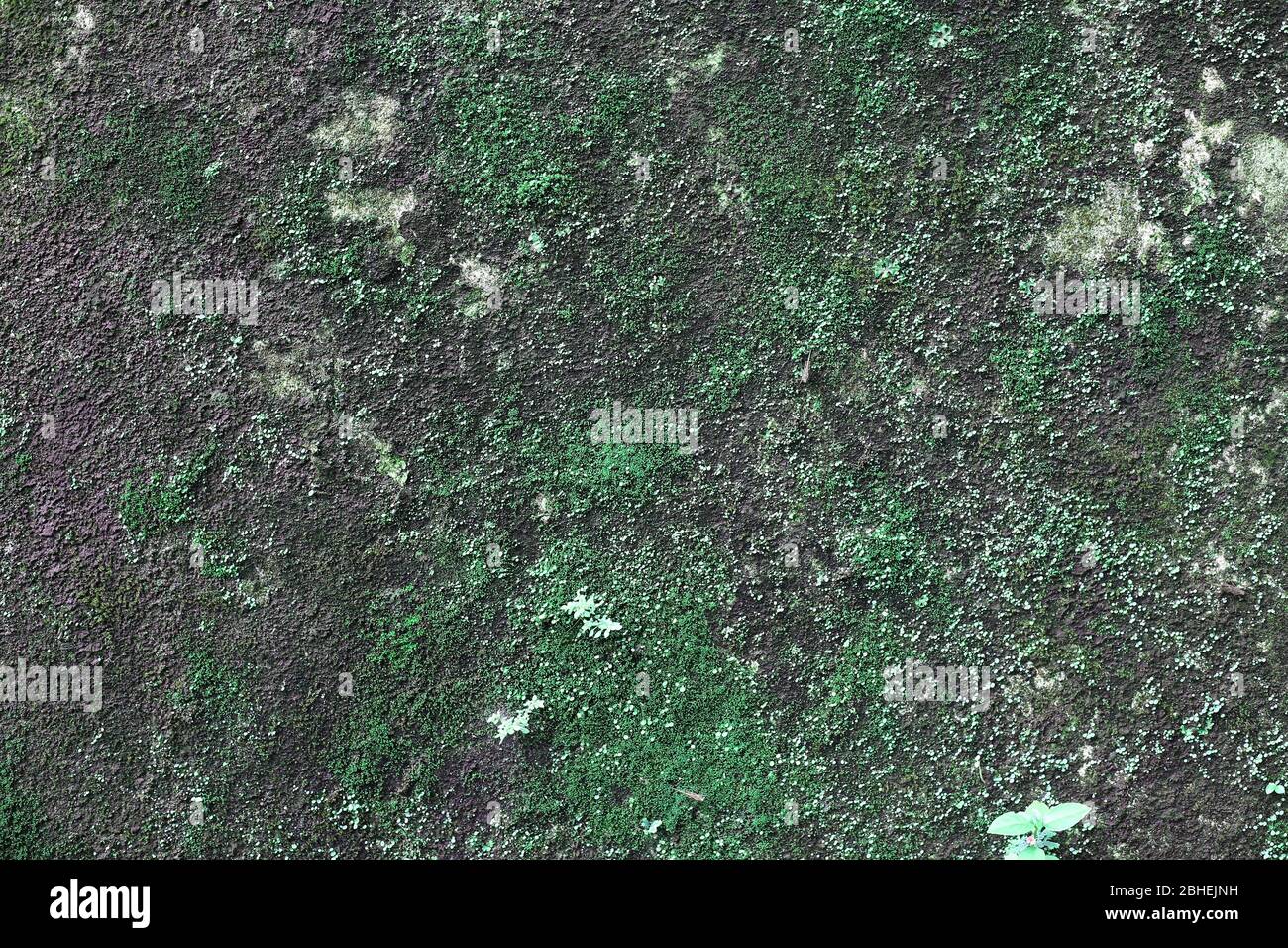 Mossy Wall Texture High Resolution Stock Photography and Images - Alamy