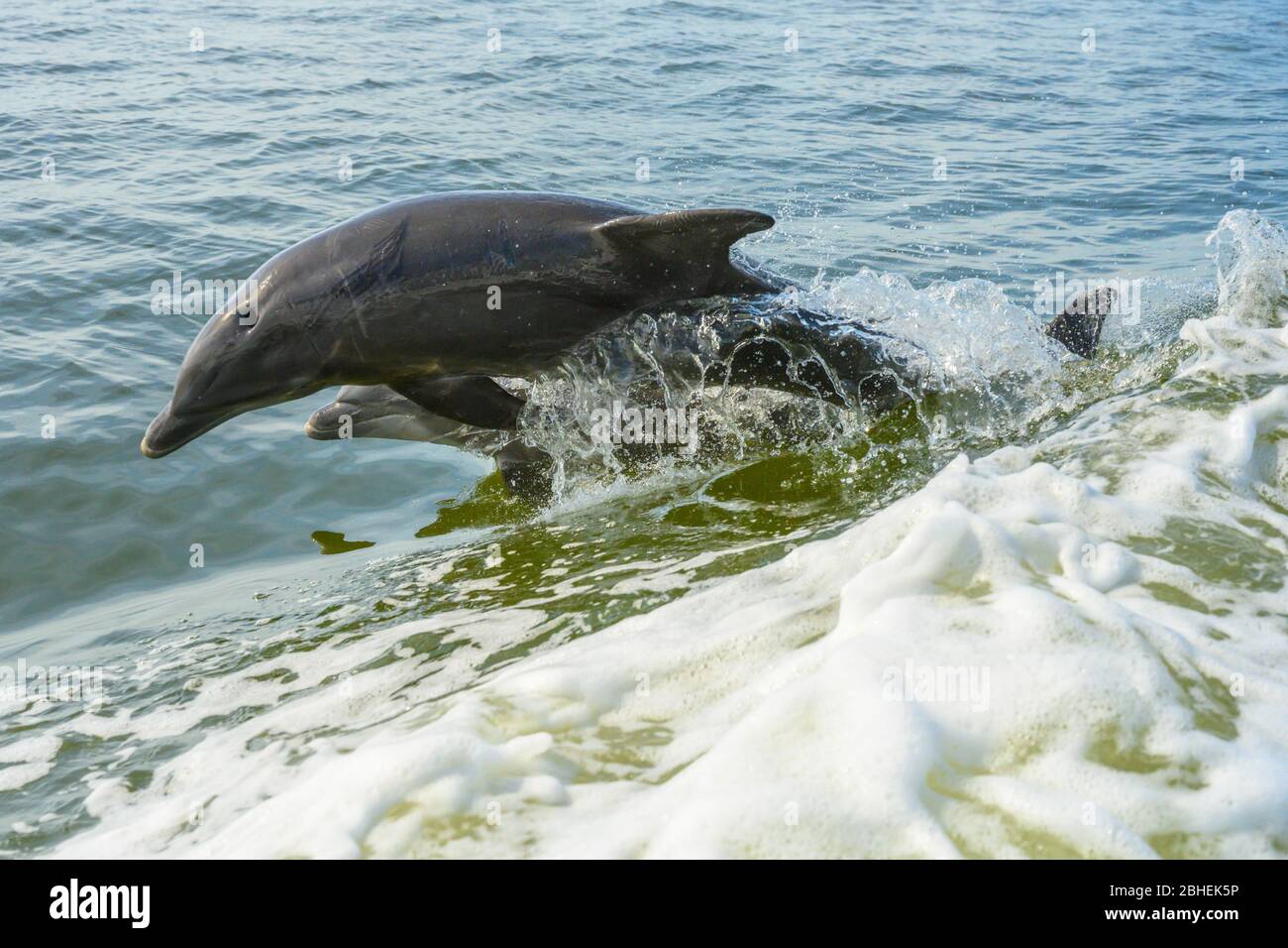 Pair of dolphins jump in parallel alongside moving boat Stock Photo - Alamy