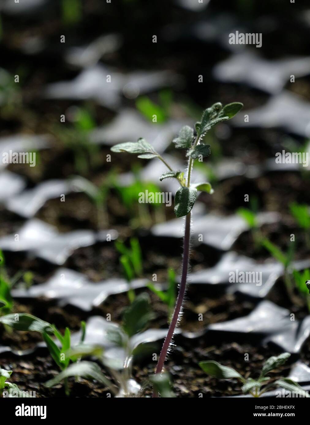 Young tomato seedlings planted in hi-res stock photography and images ...