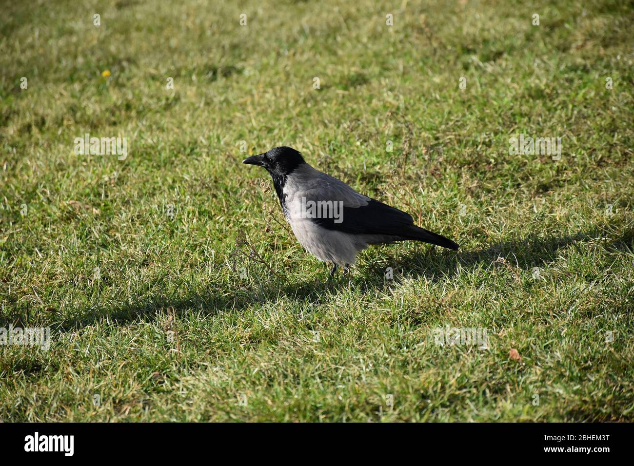 In the middle of the green lawn stands a crow and looks straight ahead ...