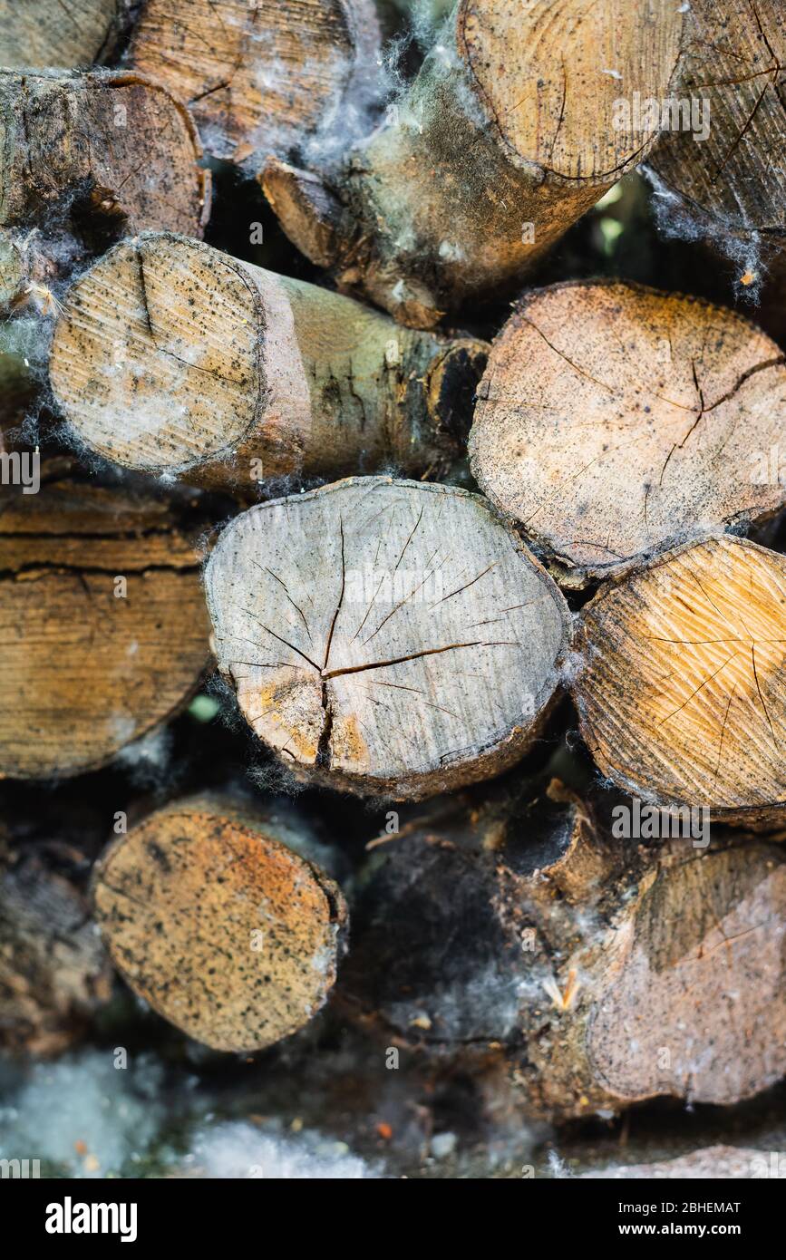 Vertical color image with a front view of firewood logs texture of an ...