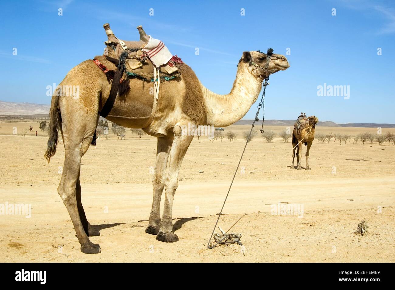 Side saddle transport hi-res stock photography and images - Alamy